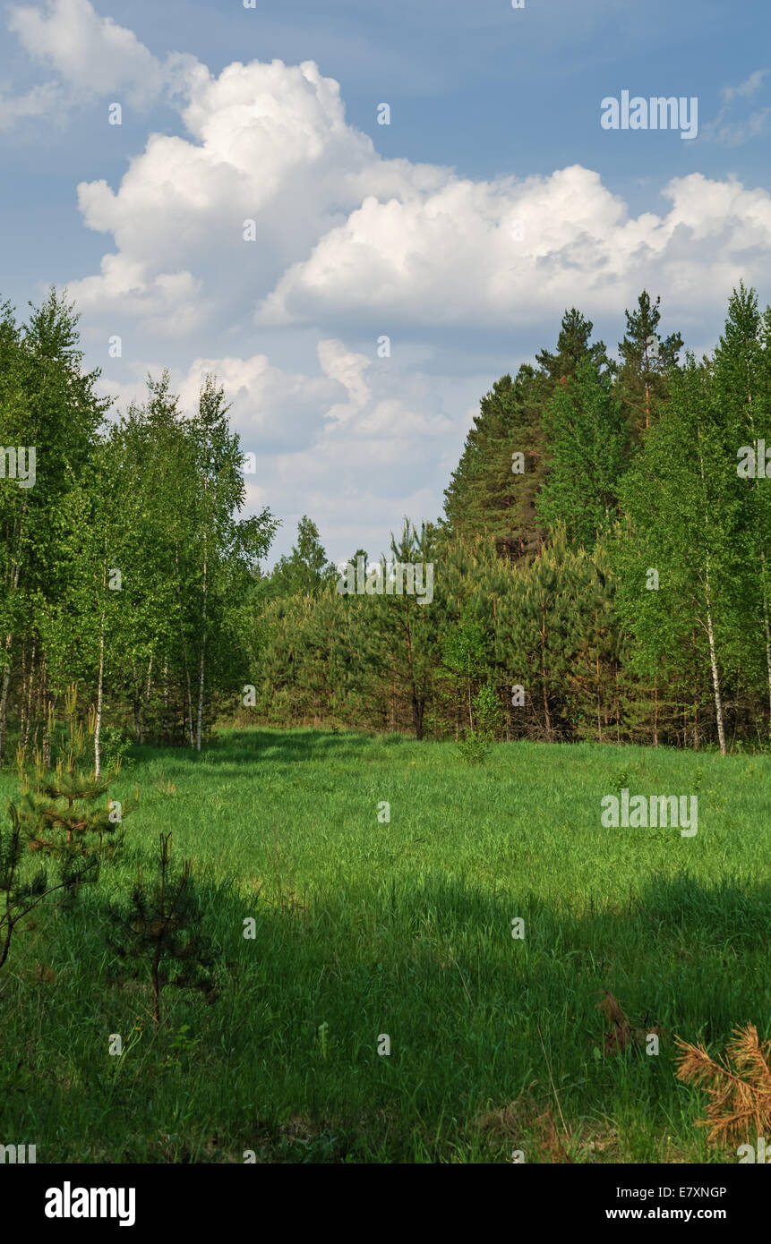 Green forest summer landscape Stock Photo - Alamy