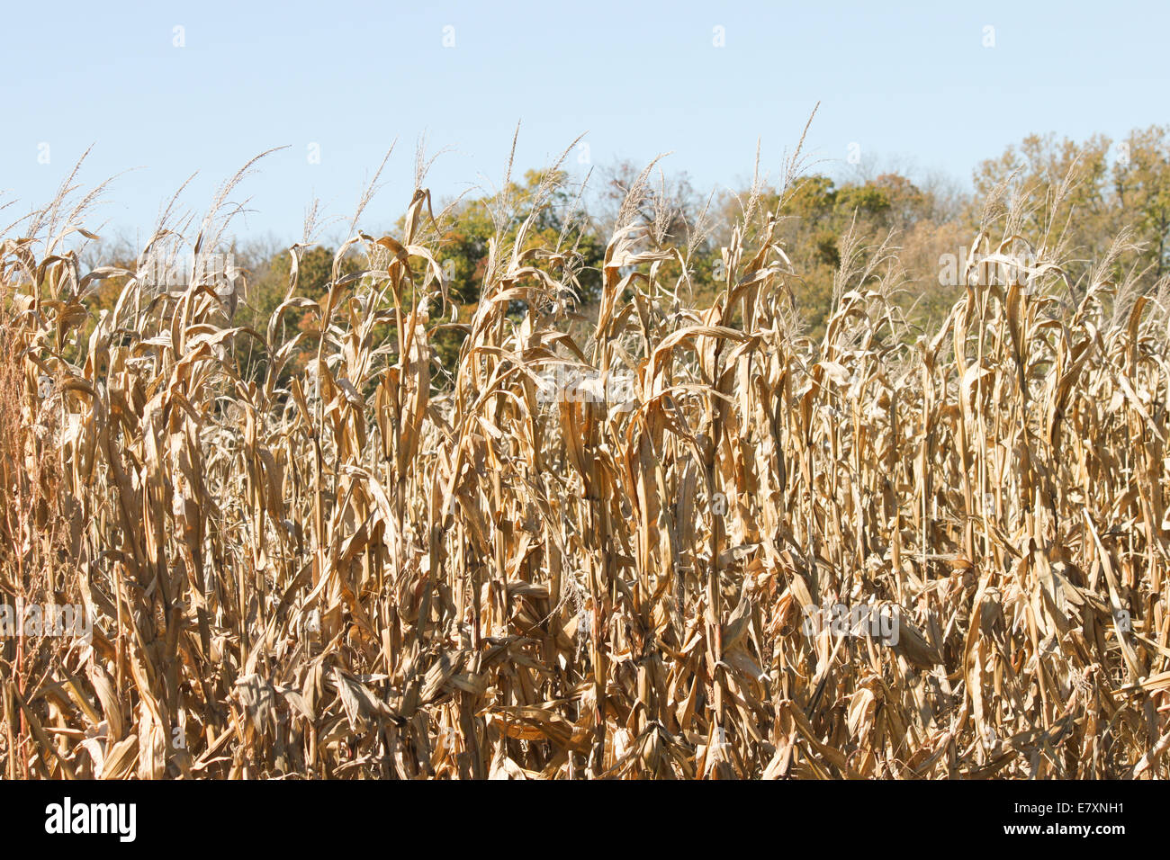 American corn harvest hi-res stock photography and images - Alamy