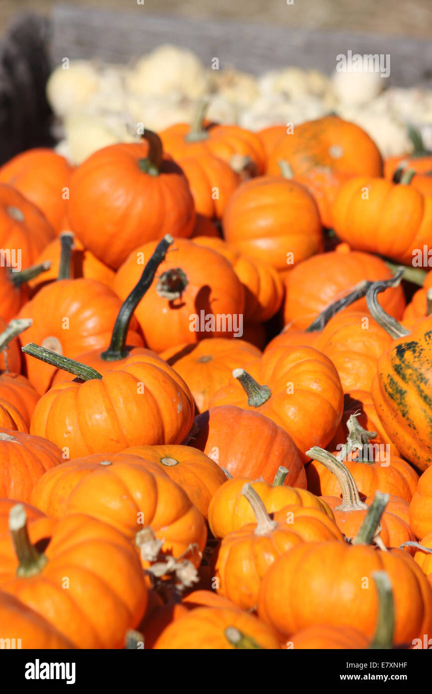 Several mini pumpkins at a pumpkin patch Stock Photo - Alamy