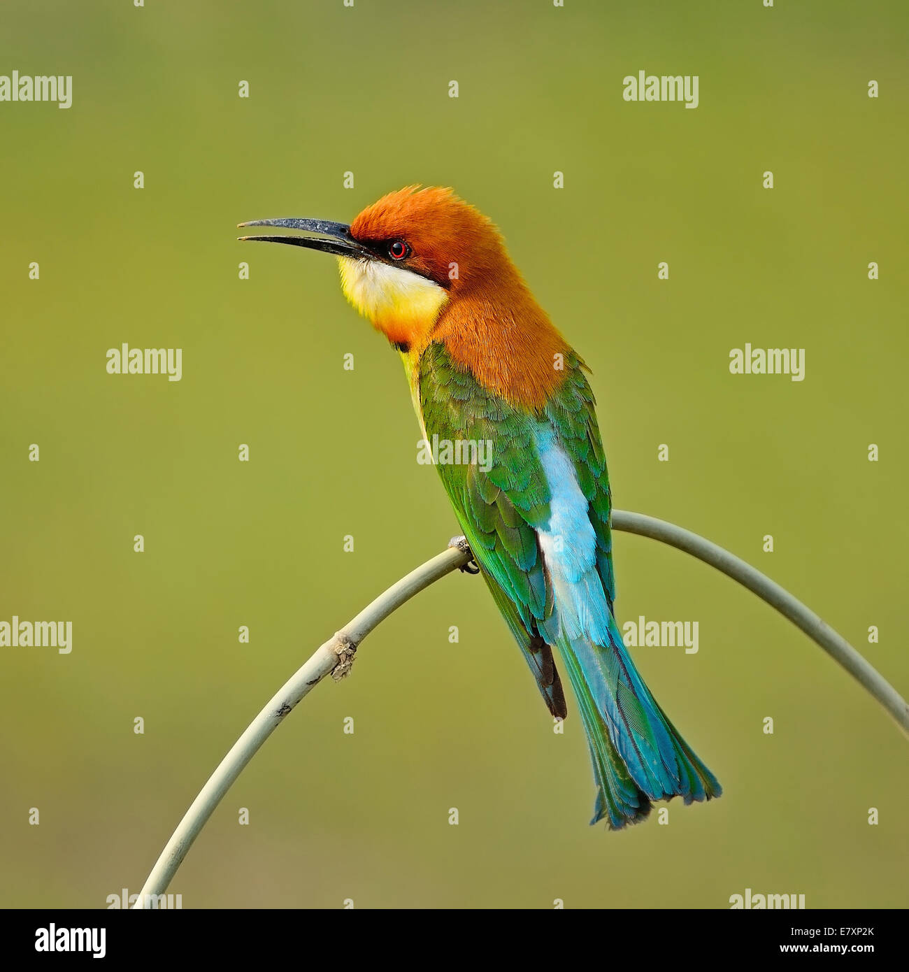For you, Chestnut-headed Bee eater (Merops leschenaulti) on a branch ...