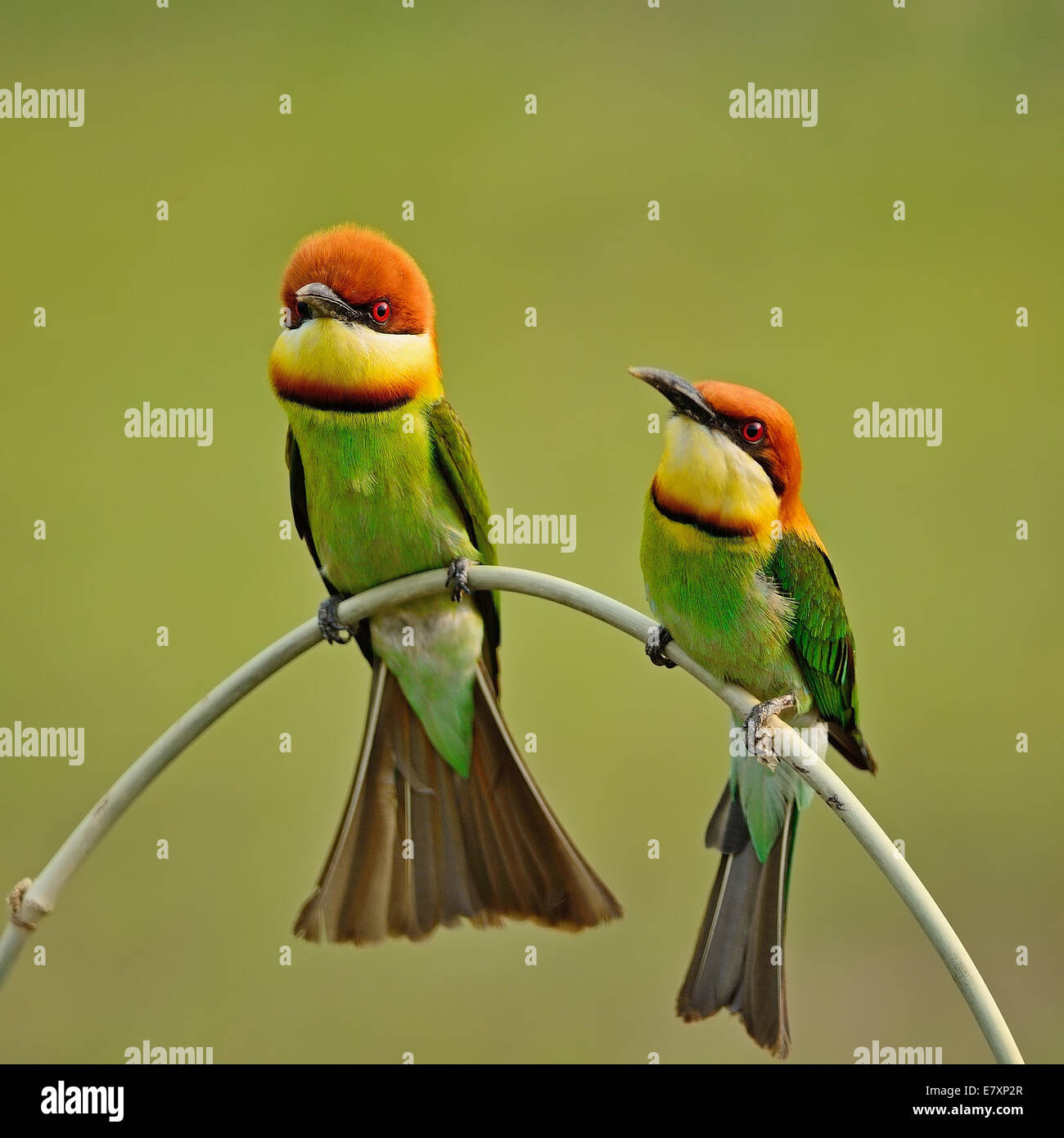 Beautiful Bee-eater bird, Chestnut-headed Bee-eater (Merops ...