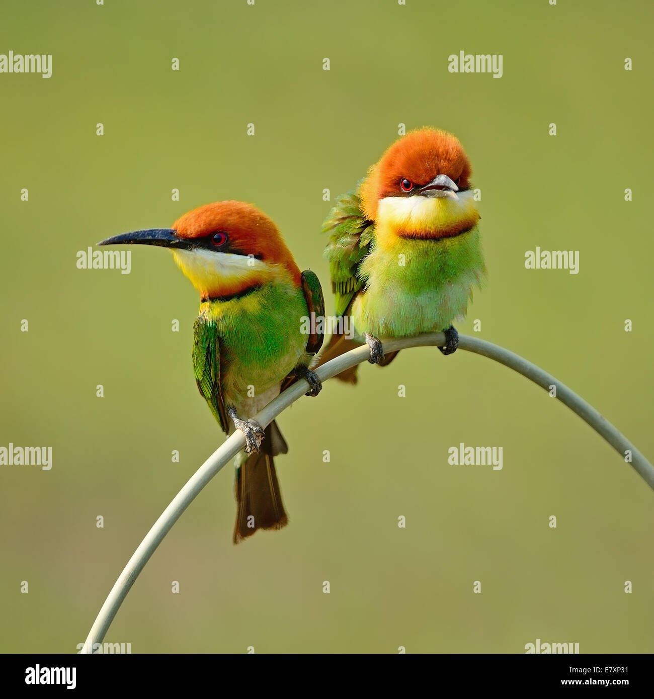 Beautiful Bee-eater bird, Chestnut-headed Bee-eater (Merops ...