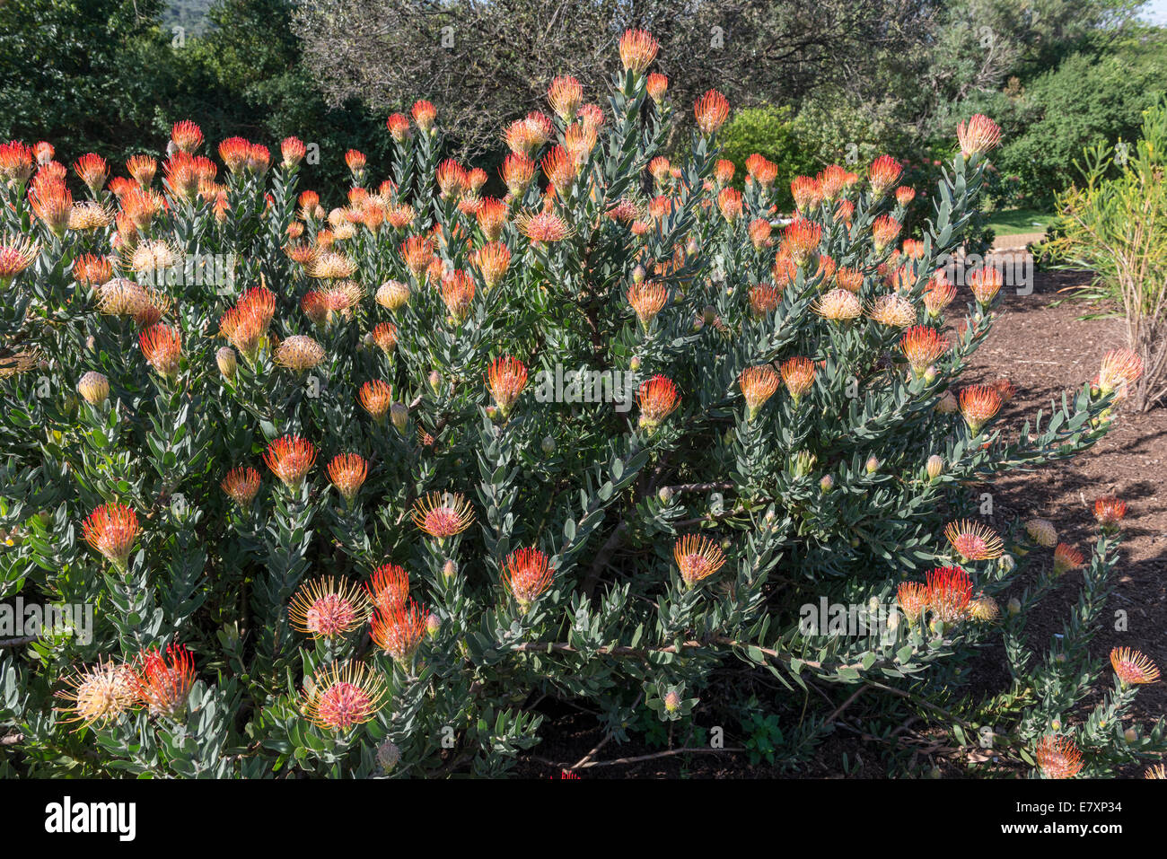 Protea bush with inflorescences (Leucospermum hybrid Ex hort ...