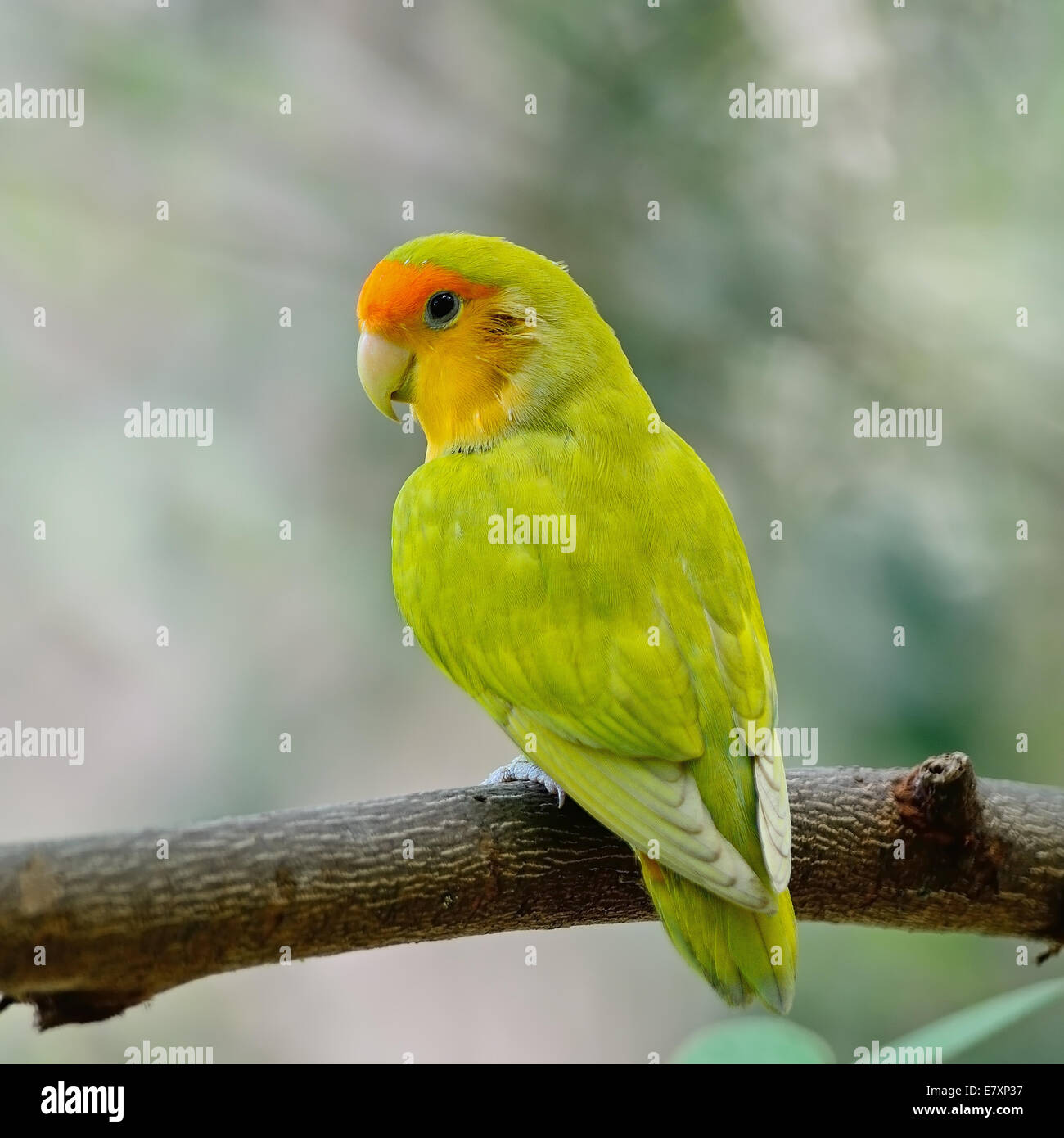 Beautiful bird, Lovebird, standing on a branch, back profile Stock ...