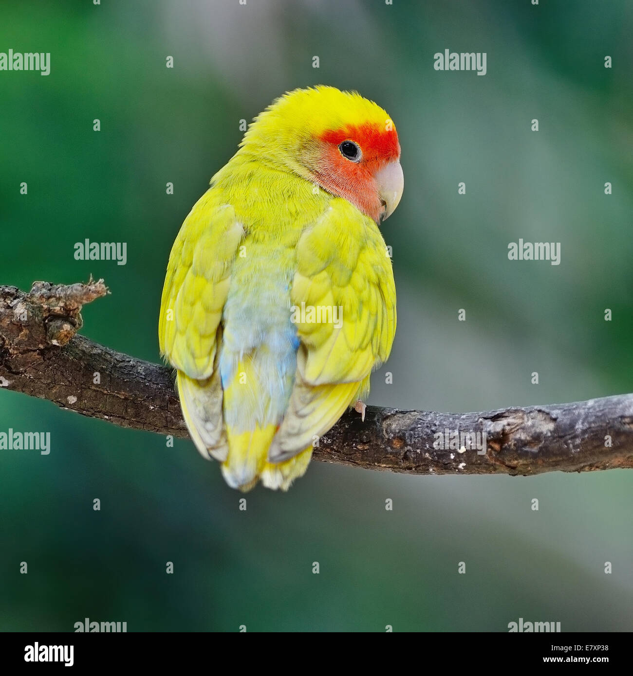Beautiful bird, Lovebird, standing on a branch, back profile Stock ...