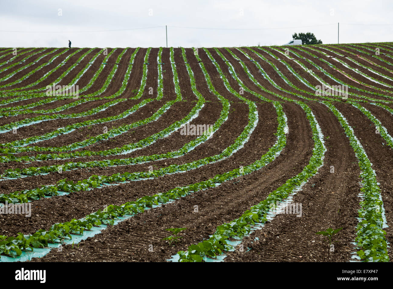 A landscape and field; the green rows of a crow provide leading lines ...