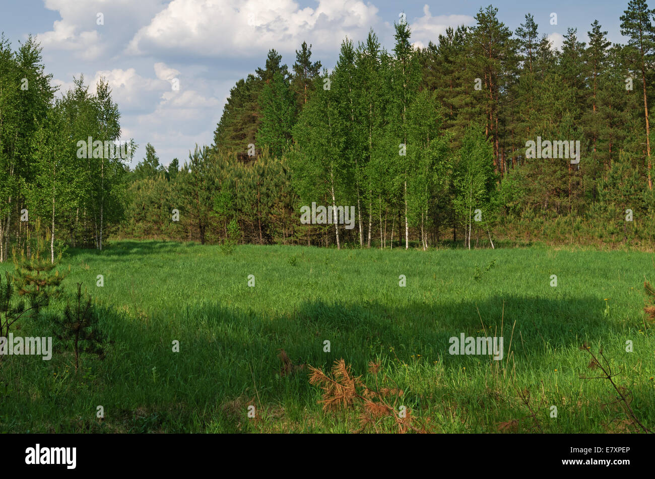 Green forest summer landscape Stock Photo - Alamy