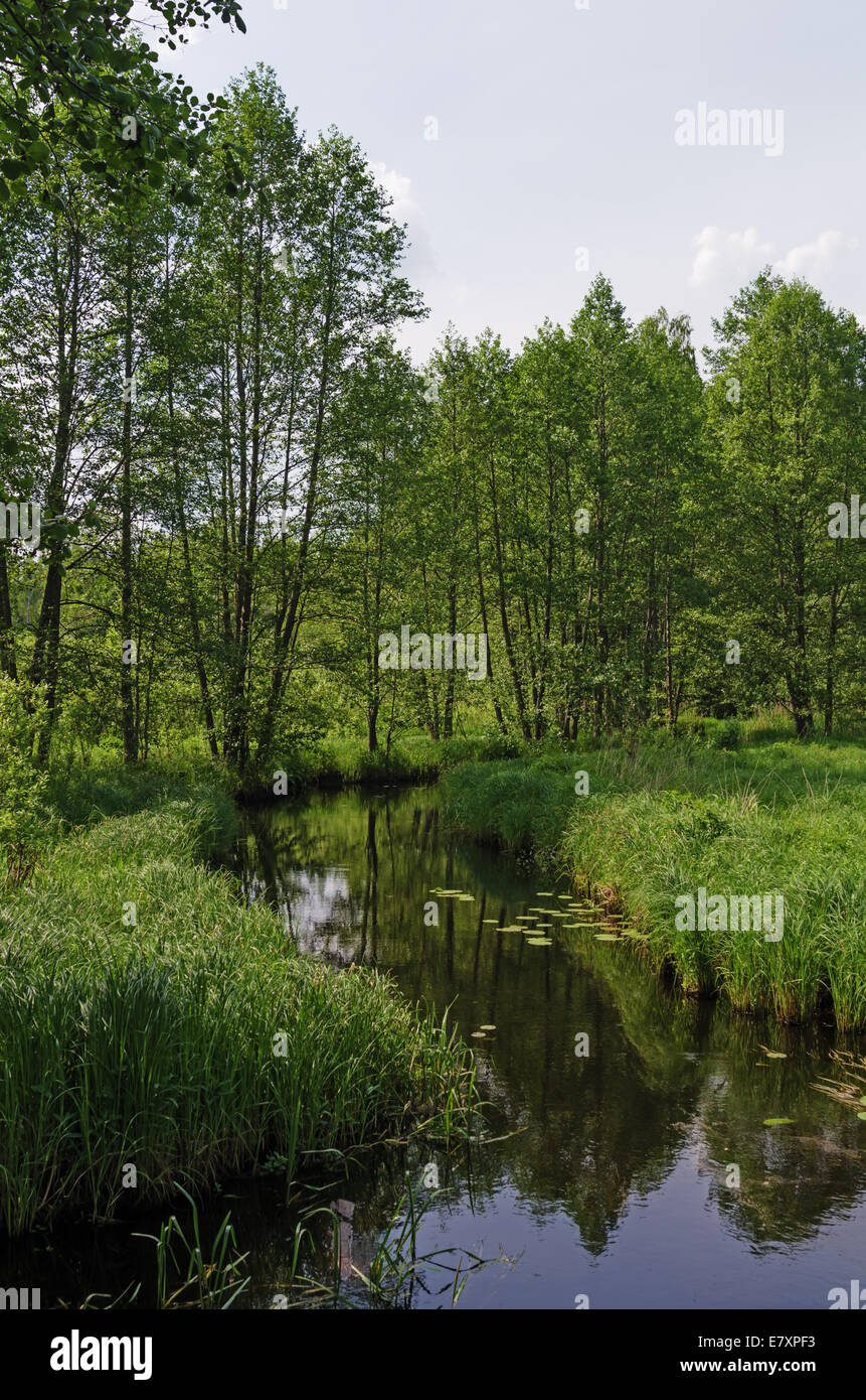 Small forest river Stock Photo - Alamy