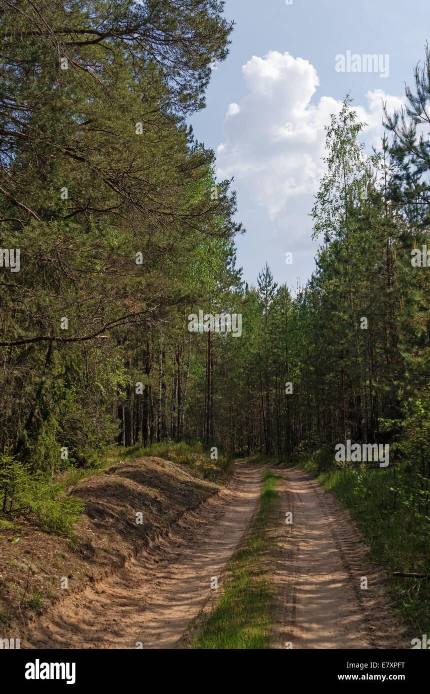 Sand road in forest Stock Photo - Alamy