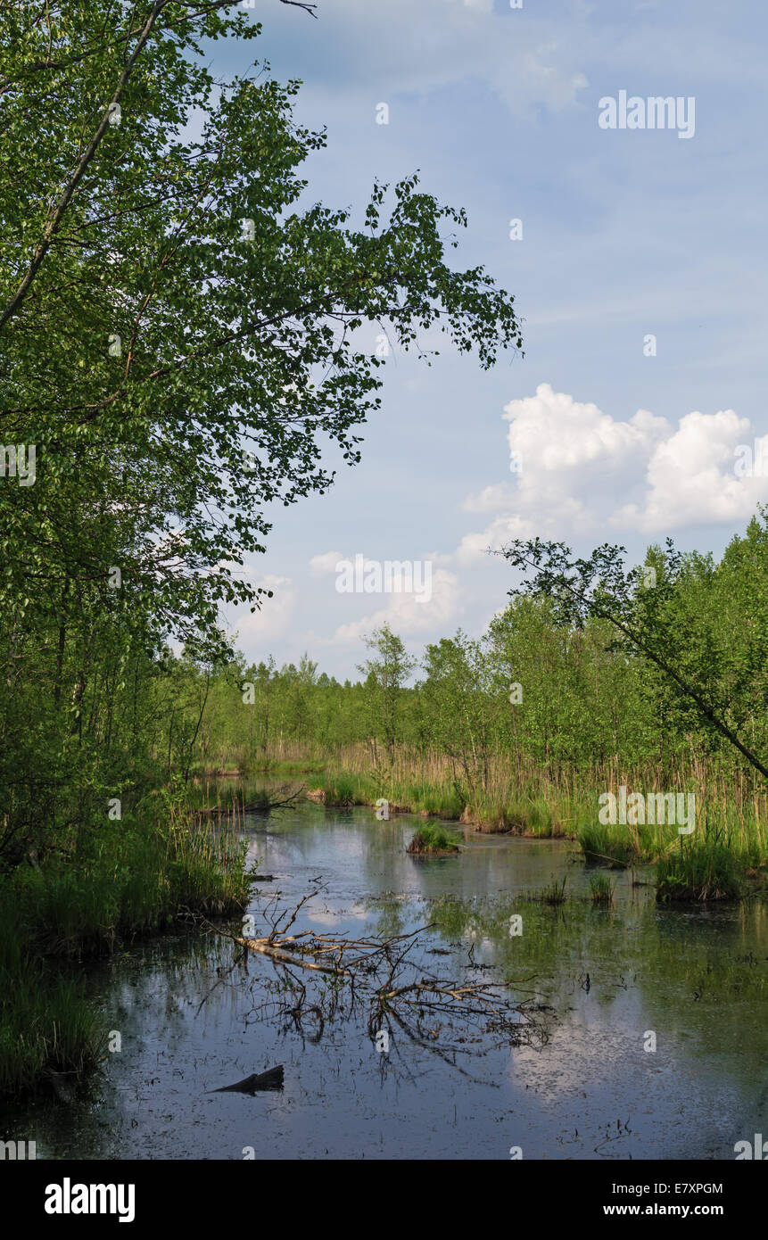 Small forest river. The river flows through a bog Stock Photo - Alamy