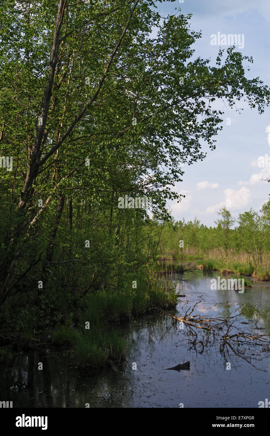 Red Bog Lily High Resolution Stock Photography and Images - Alamy