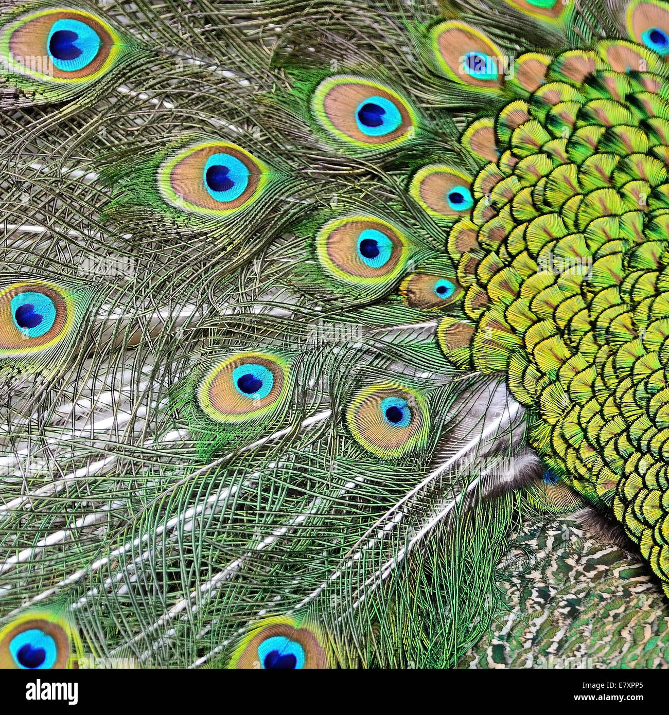 Colorful plumage hi-res stock photography and images - Alamy