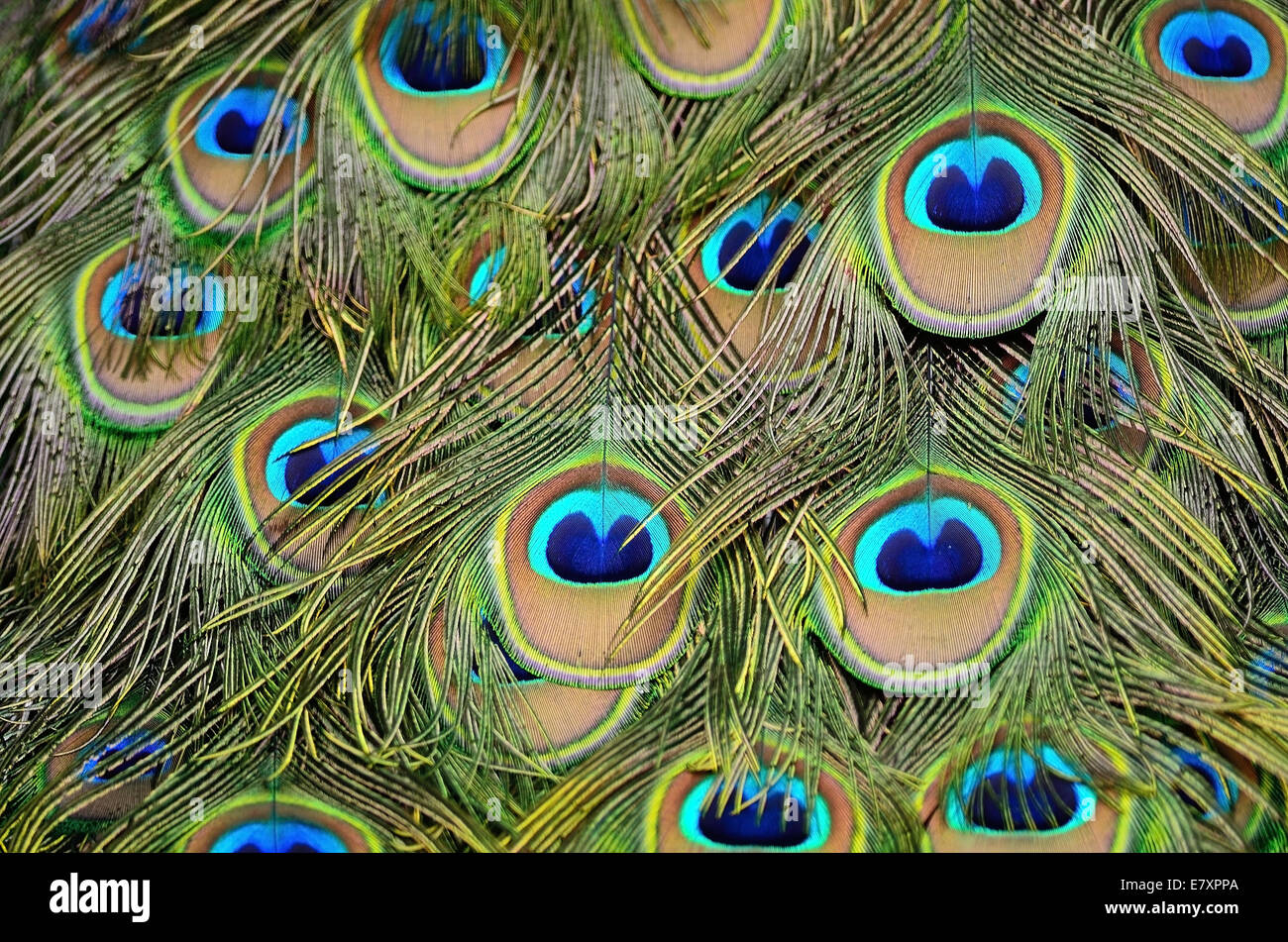 Colorful plumage of male Green Peafowl feathers background Stock Photo ...