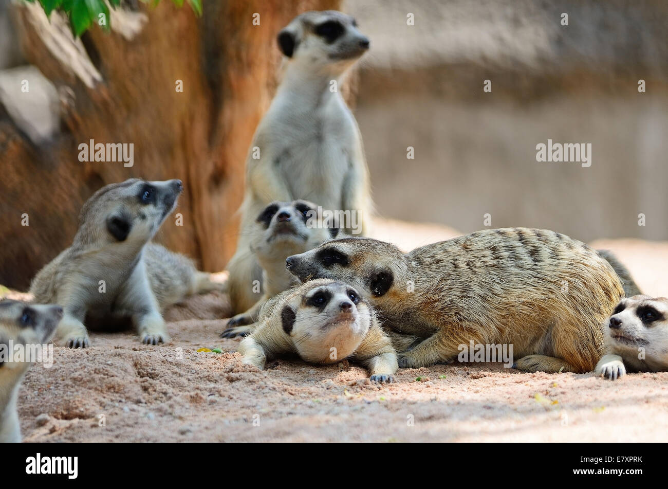 Alert Suricate or Meerkat (Suricata suricatta), standing to lookout ...