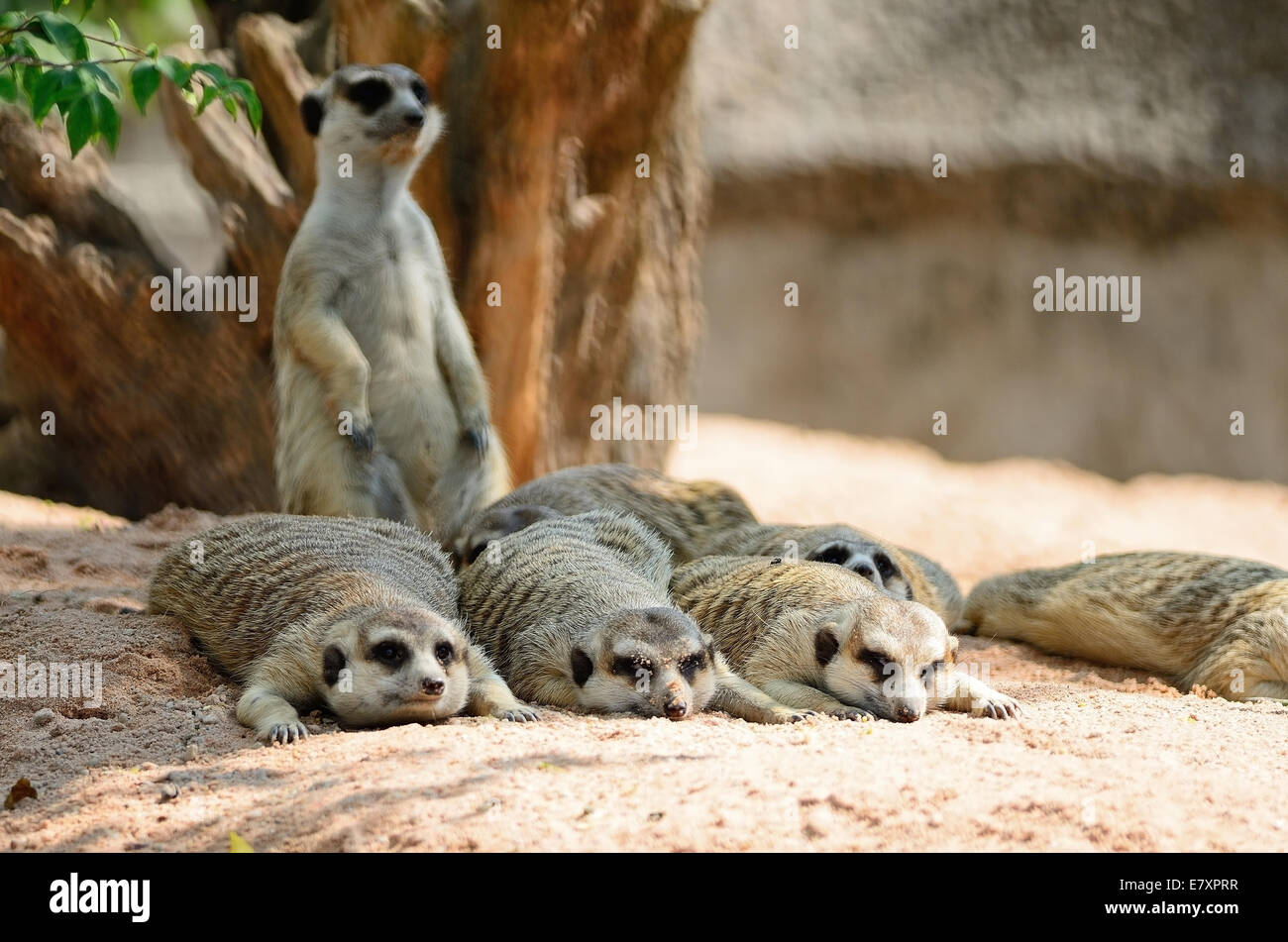 Meerkat or suricate family hi-res stock photography and images - Alamy