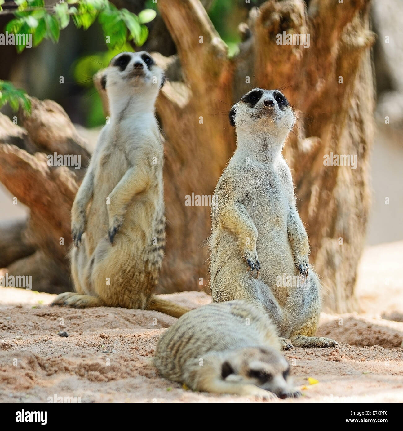 Alert Suricate or Meerkat (Suricata suricatta), standing to lookout ...