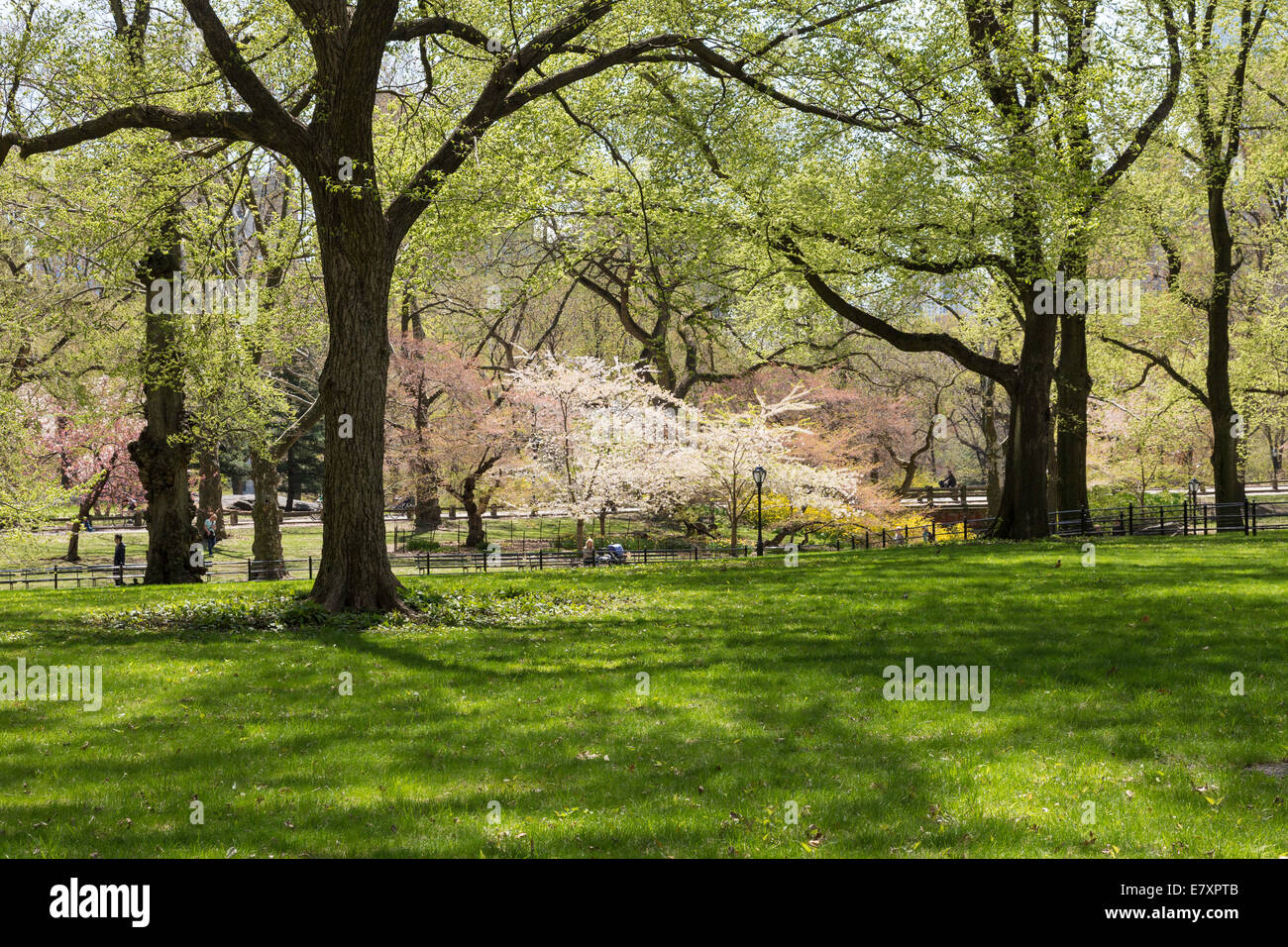 Central Park in Springtime, NYC Stock Photo - Alamy