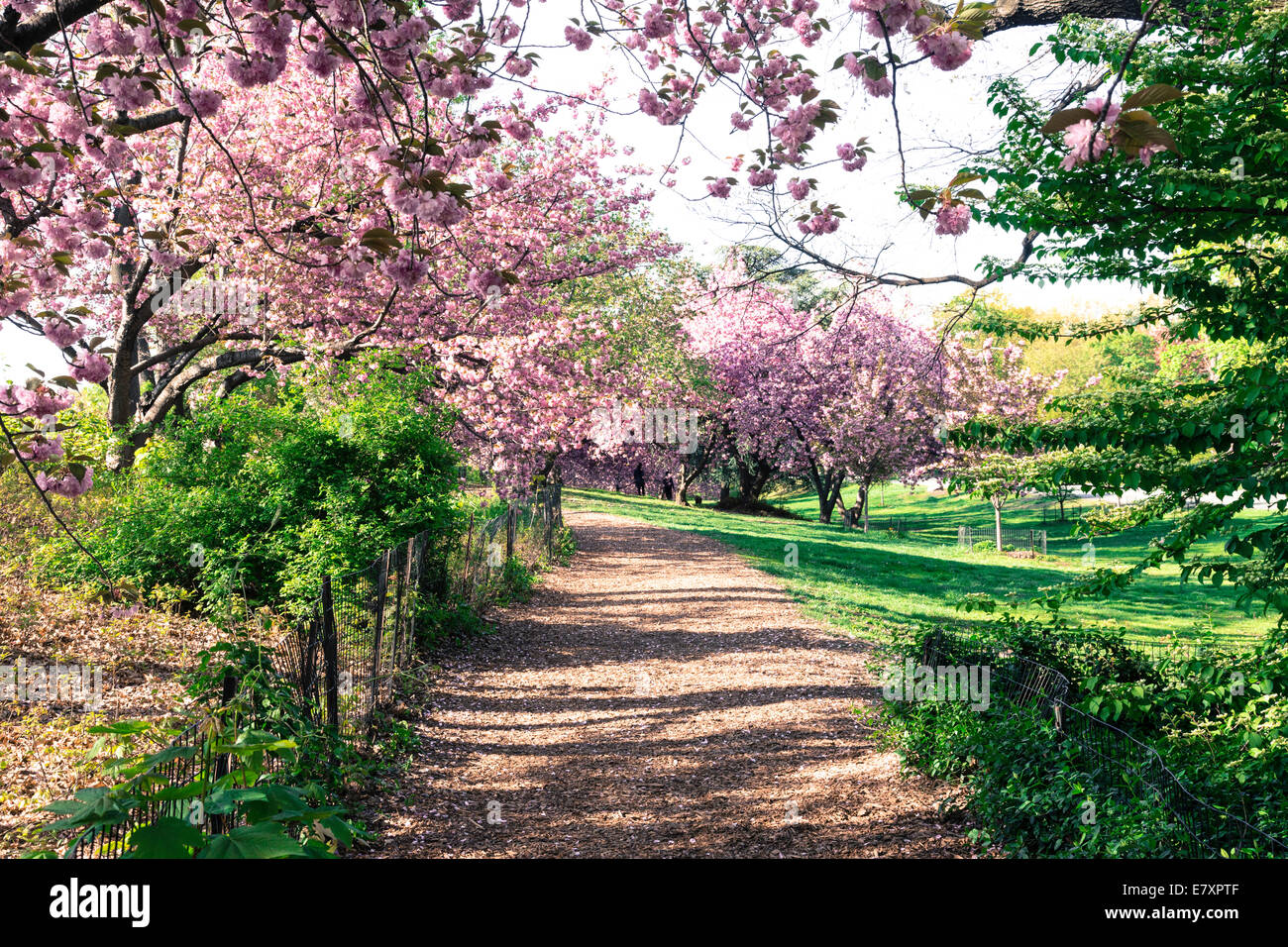 Path along Blooming Cherry Trees in Central Park in Springtime, NYC ...