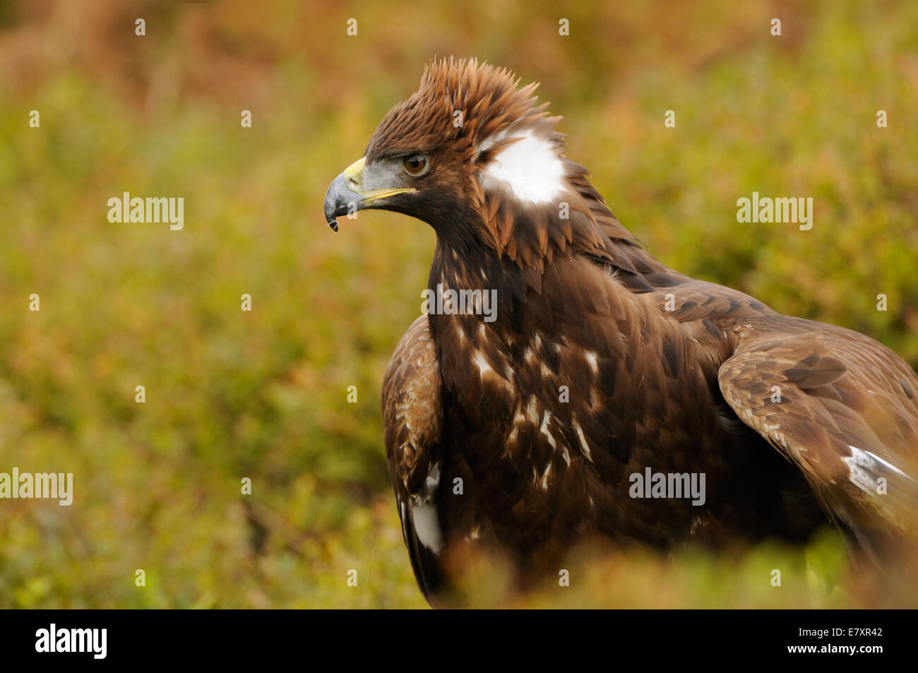 Golden Eagle, in the middle of autumn colored vegetation showing off ...