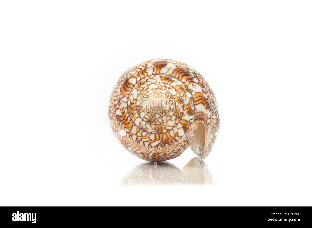 Front ,Conus aulicus, princely cone, predatory sea snail, cone shells ...