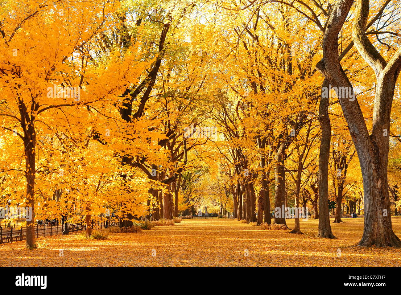 Central Park Autumn in midtown Manhattan New York City Stock Photo - Alamy