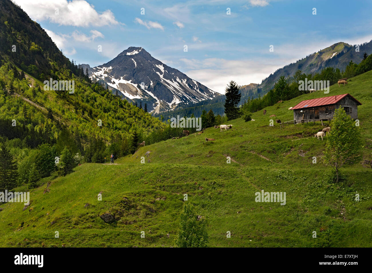 Alpine pasture, mountain landscape near Hinterstein, Allgäu, Bavaria ...