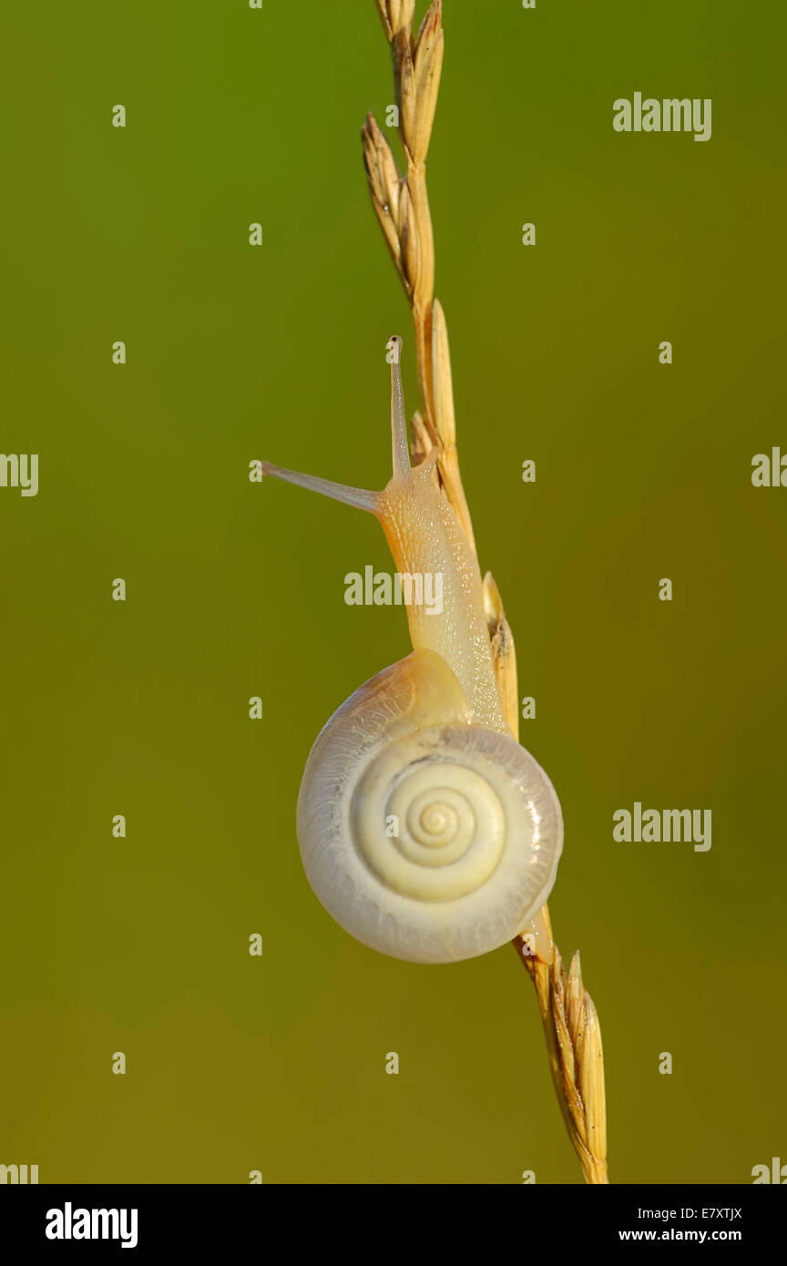 Monacha cartusiana hi-res stock photography and images - Alamy