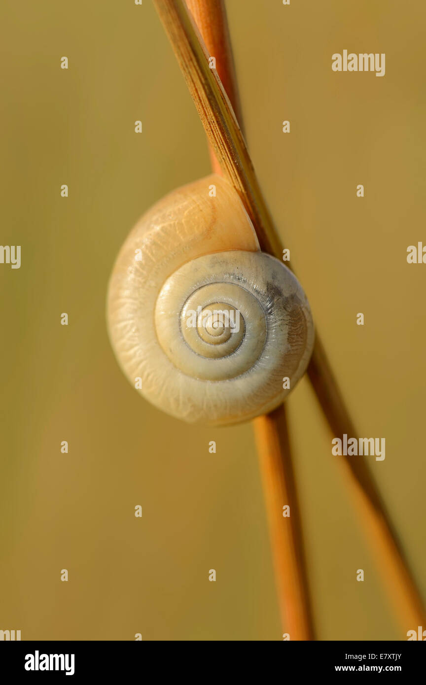 Monacha cartusiana hi-res stock photography and images - Alamy