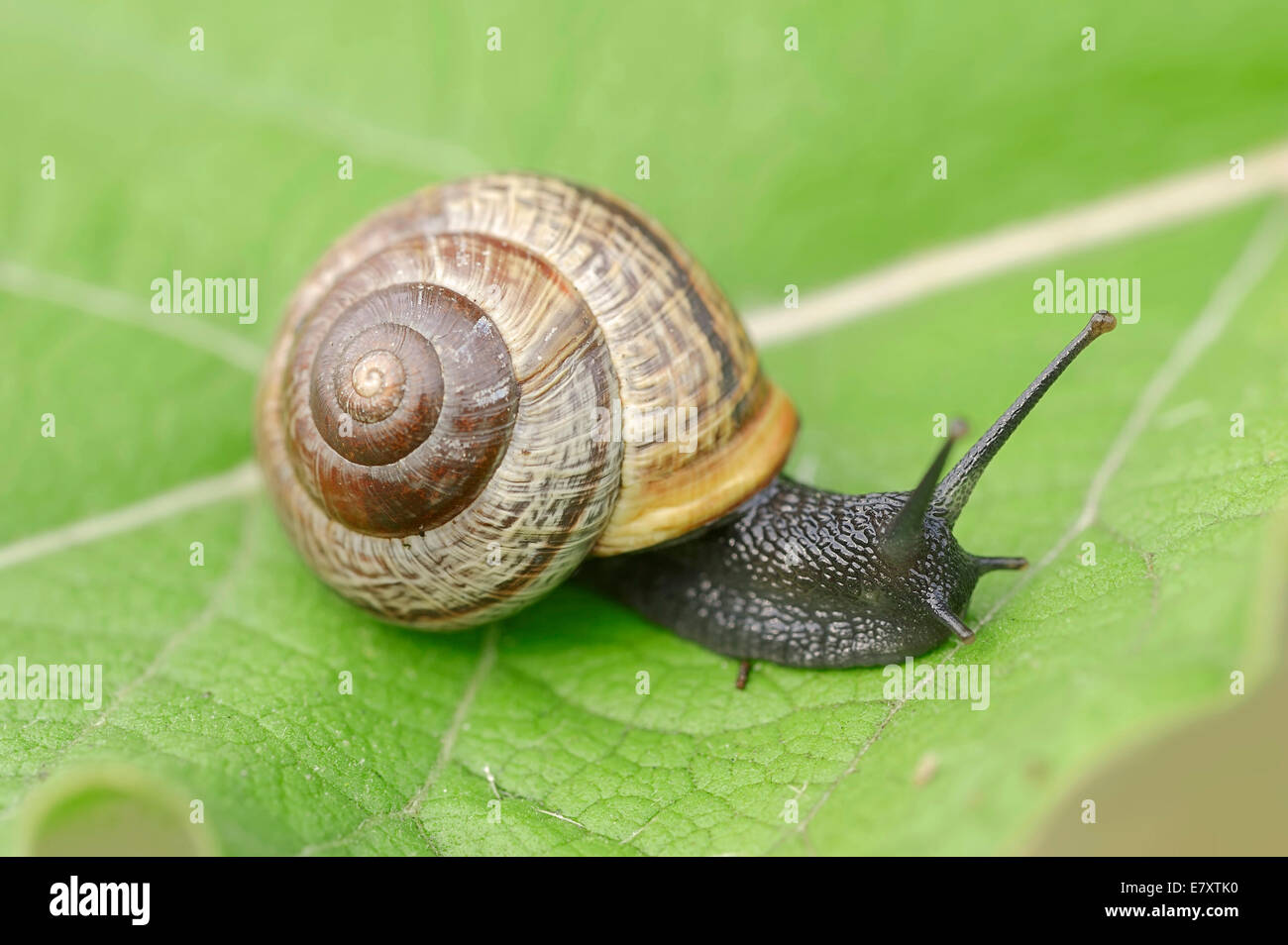 Copse Snail (Arianta arbustorum), North Rhine-Westphalia, Germany Stock ...