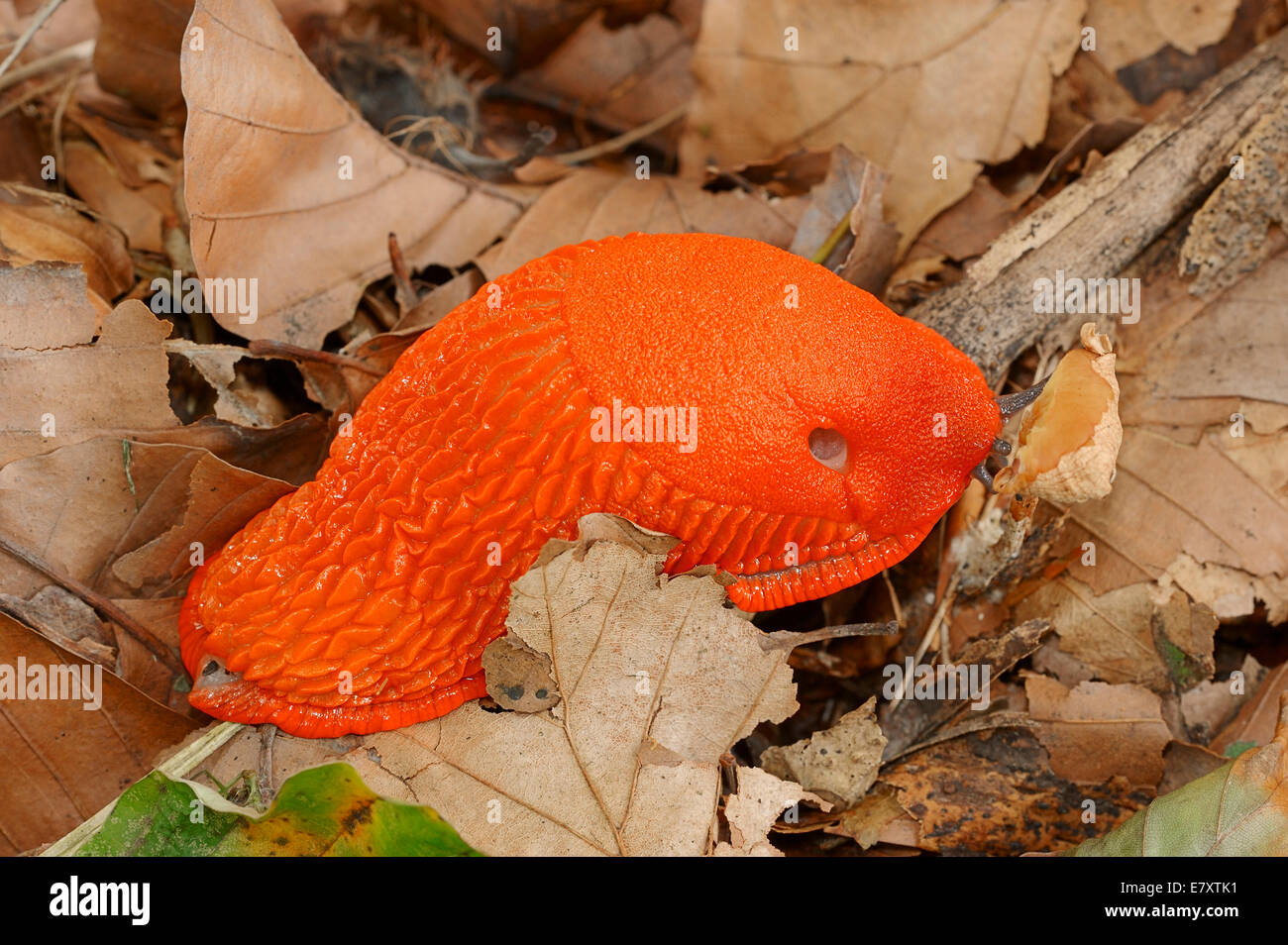 Large Red Slug (Arion rufus) feeding on fungus North Rhine-Westphalia ...