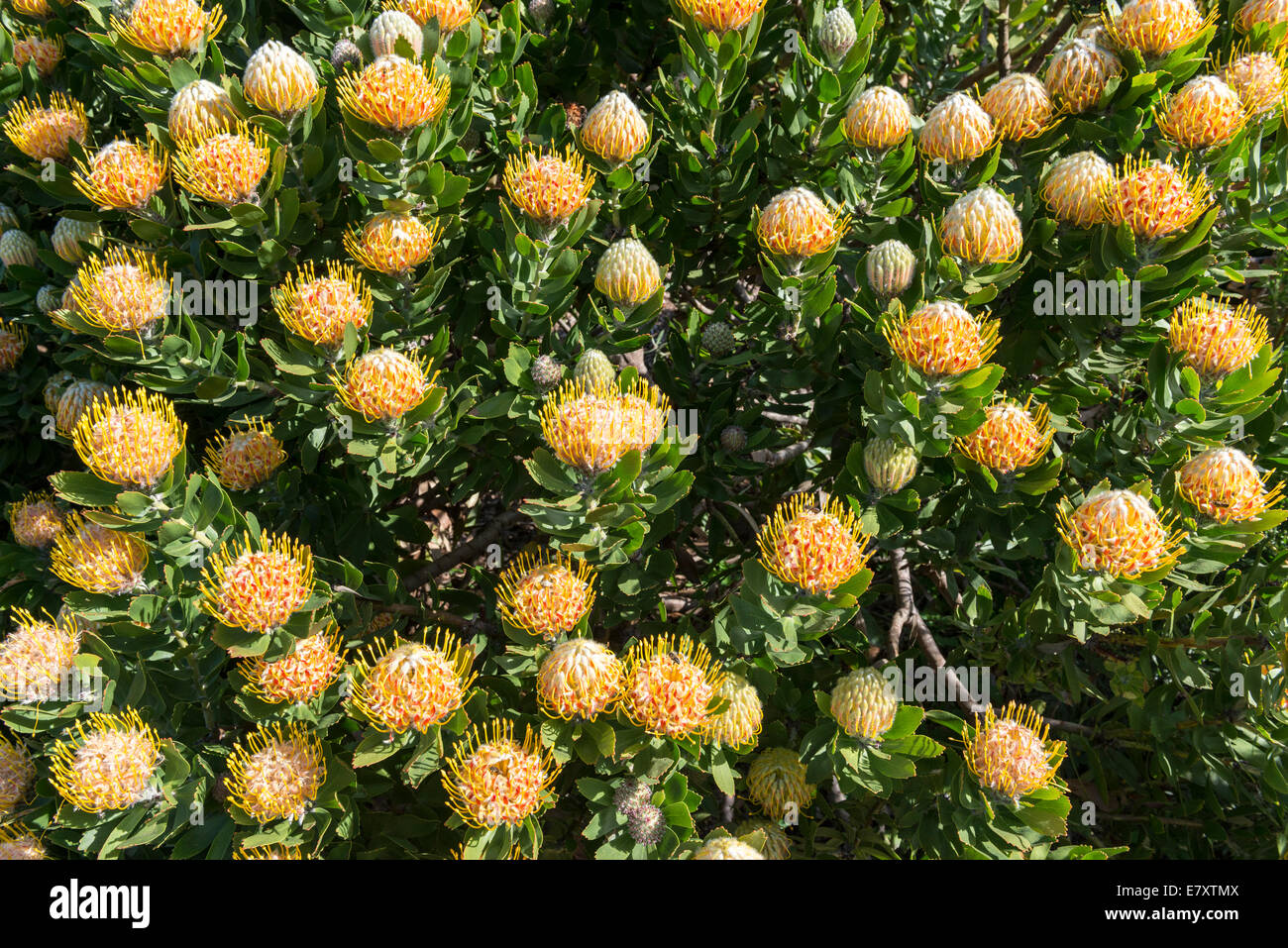 Protea bush with inflorescences (Leucospermum conocarpodendron x ...