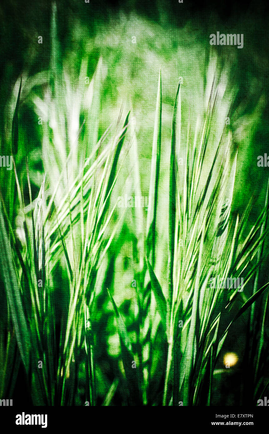 wheat field summer landscape Stock Photo - Alamy