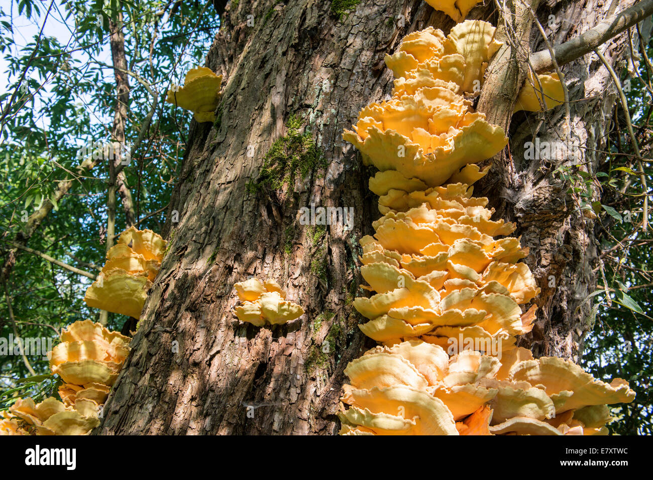 Sulphur Polypore, or Sulphur Shelf (Laetiporus sulphureus) growing on a ...