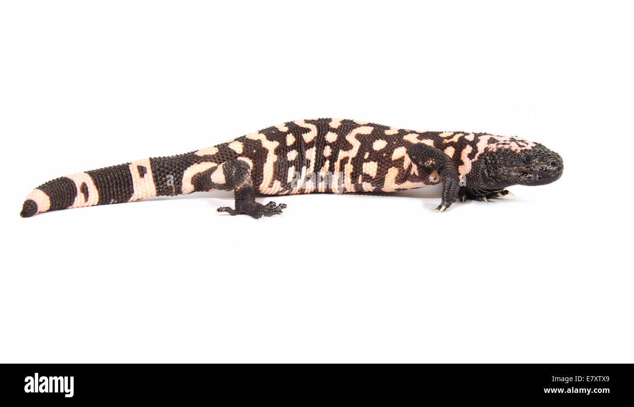 Gila Monster (Heloderma suspectum Stock Photo - Alamy