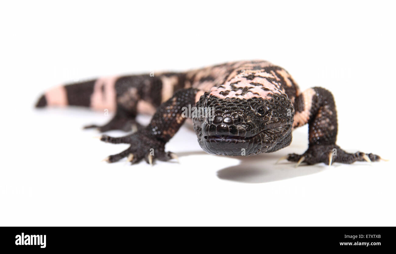 Gila Monster (Heloderma suspectum Stock Photo - Alamy