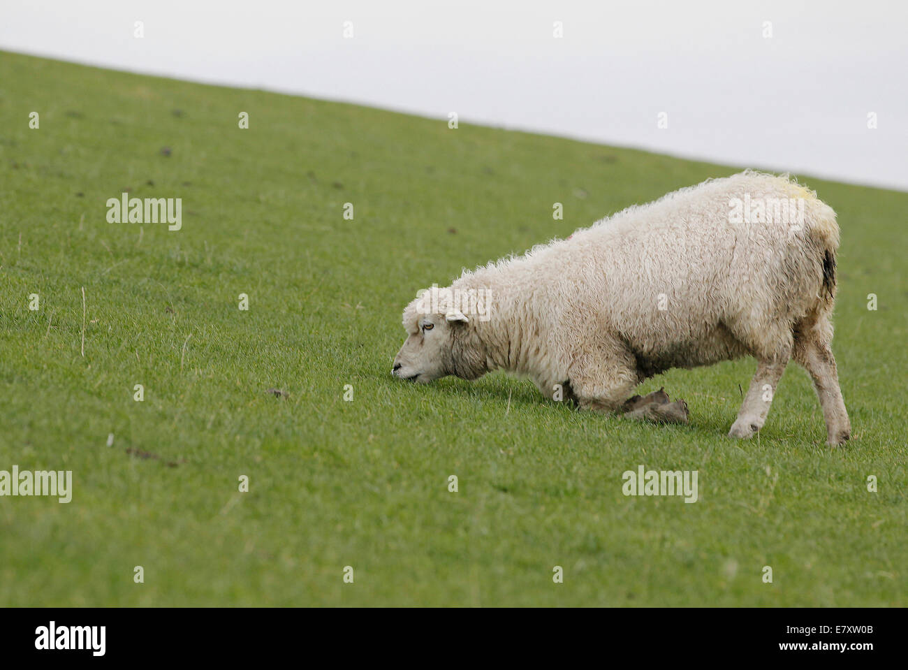 Sheep on a dyke kneeling while grazing, Husum, Lower Saxony, Germany ...