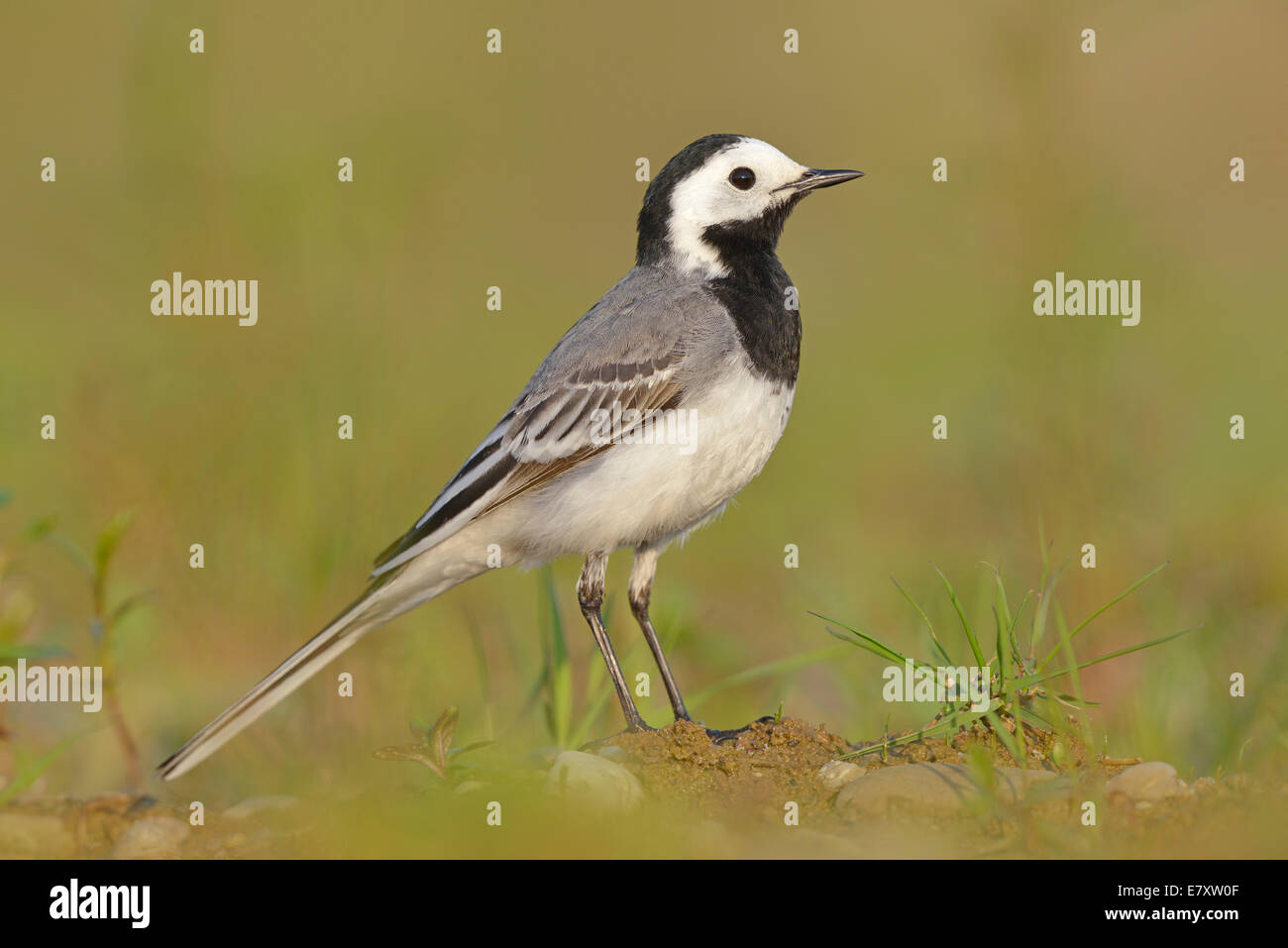 White Wagtail (Motacilla alba), Saxony-Anhalt, Germany Stock Photo - Alamy