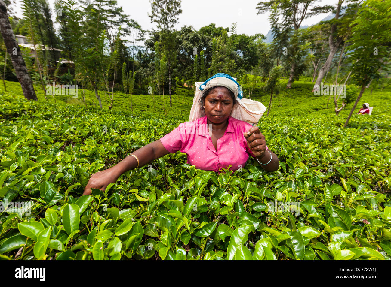 Tea growing area hi-res stock photography and images - Alamy