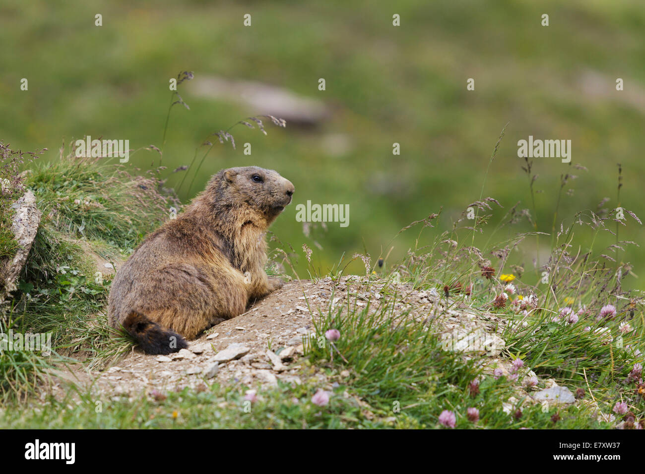 Marmot (Marmota marmota) sitting in front of his burrow, Zillertal ...