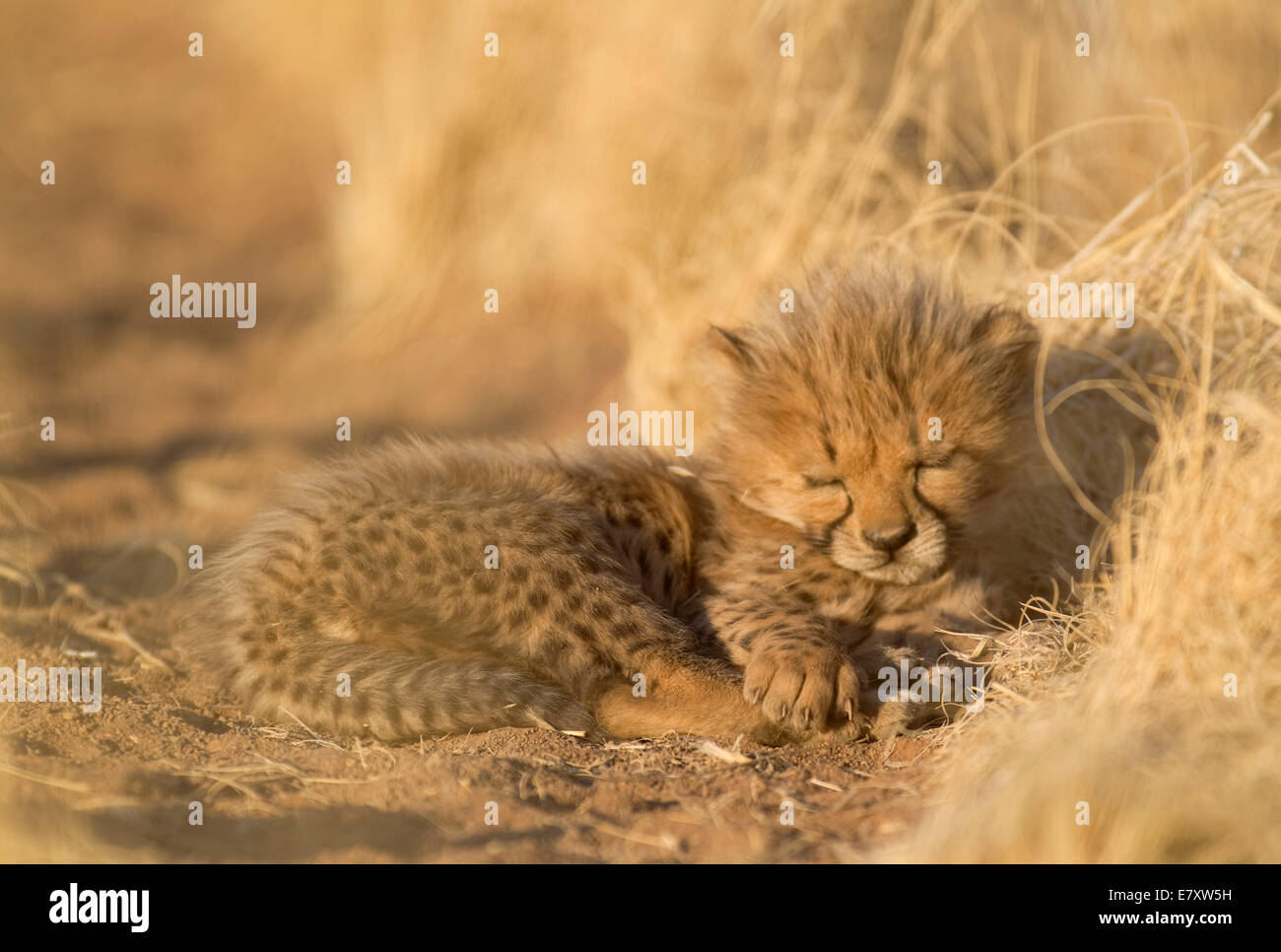 Cheetah Cubs Sleeping