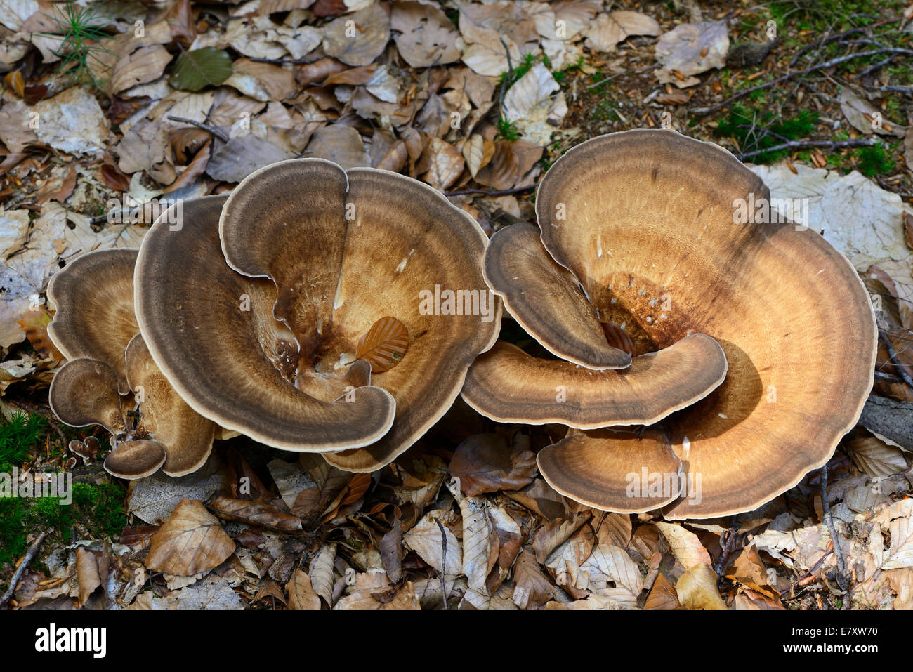 Meripilus giganteus hi-res stock photography and images - Alamy