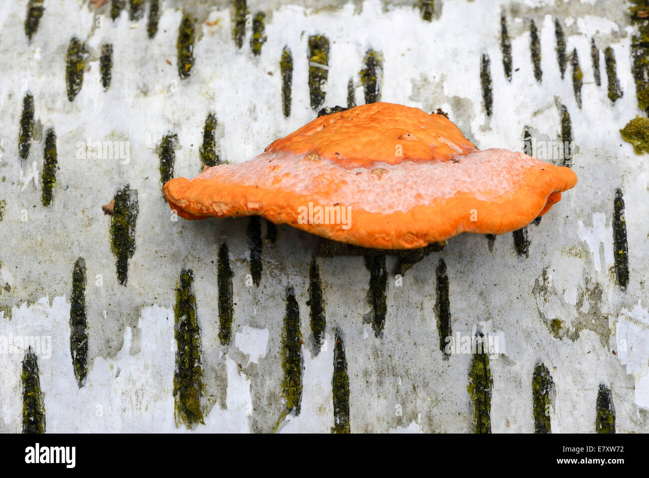 Orange Polypore High Resolution Stock Photography and Images - Alamy