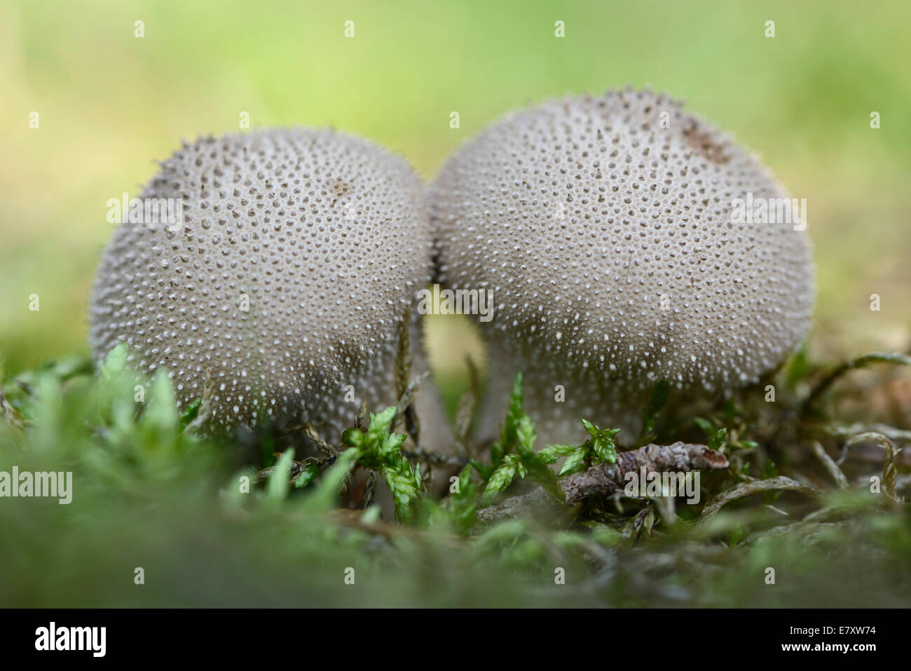 Umber brown puffball hi-res stock photography and images - Alamy