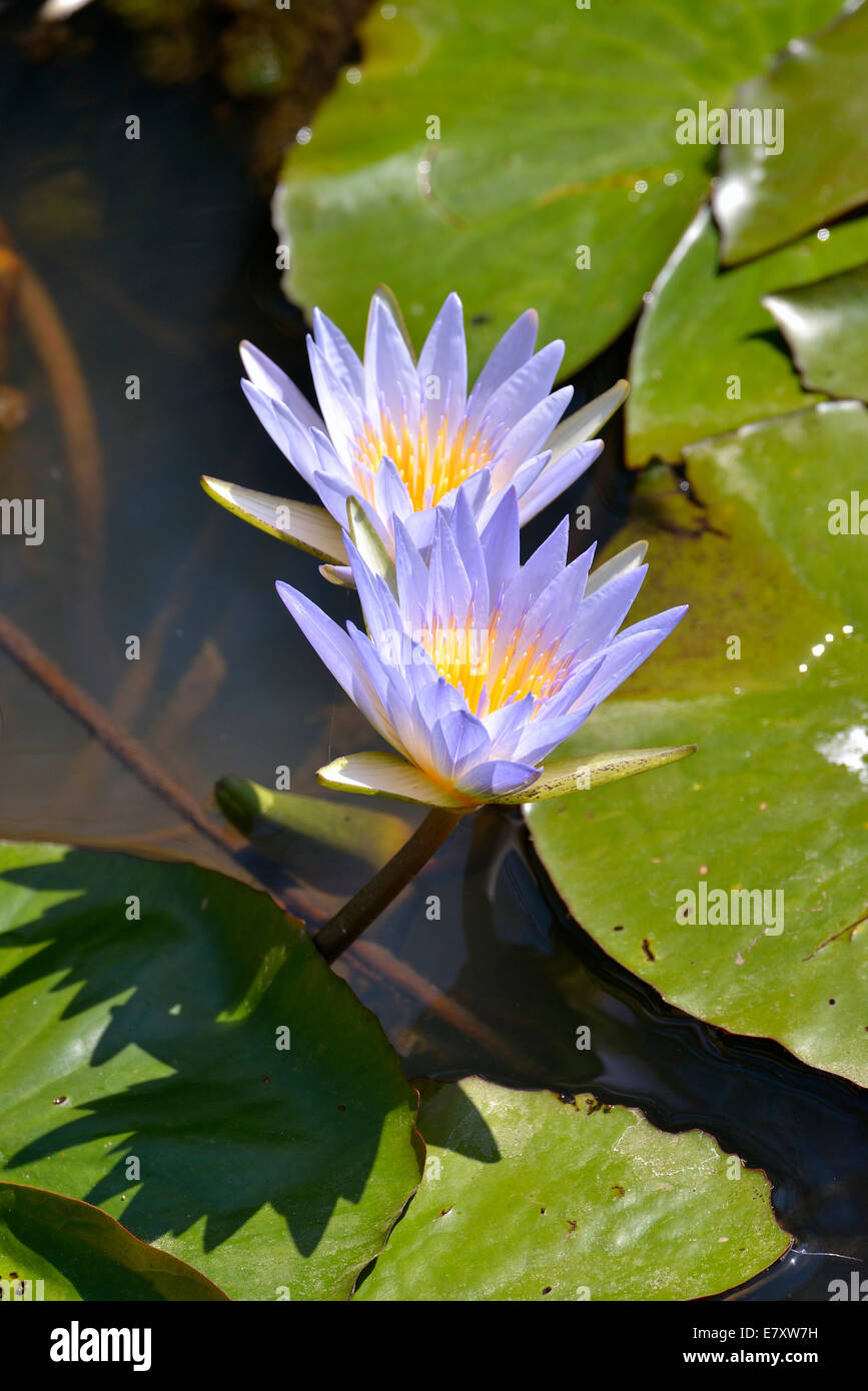 Blue lilies hi-res stock photography and images - Alamy