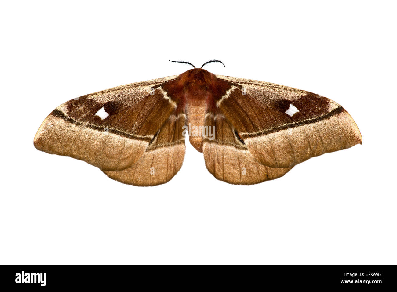 Cabbage Tree Emperor Moth (Bunaea alcinoe), Oromia Region, Ethiopia ...