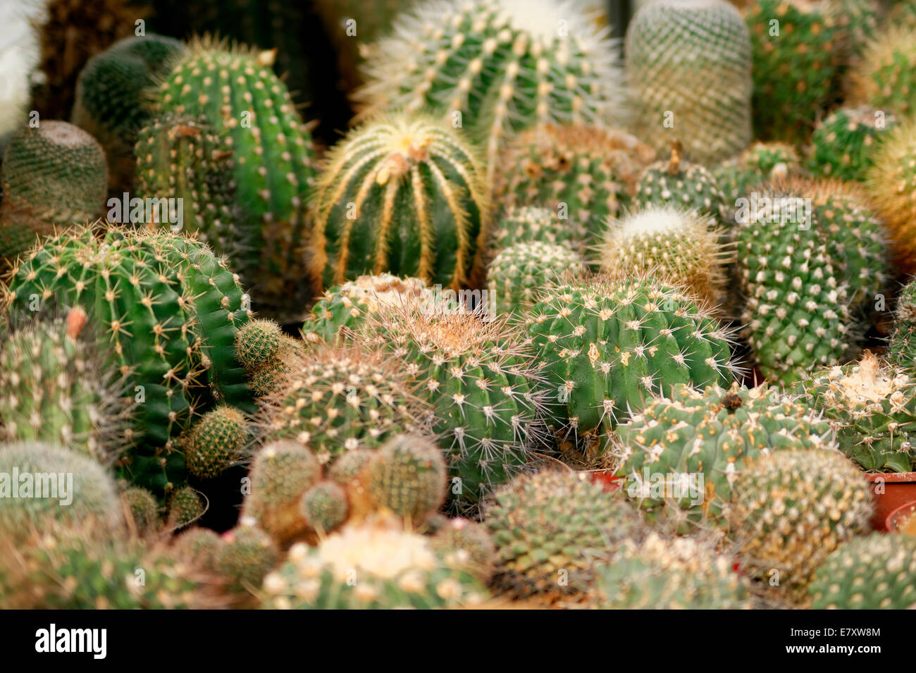 Various cacti, Mammillaria species and Golden Barrel Cacti or Mother-in ...