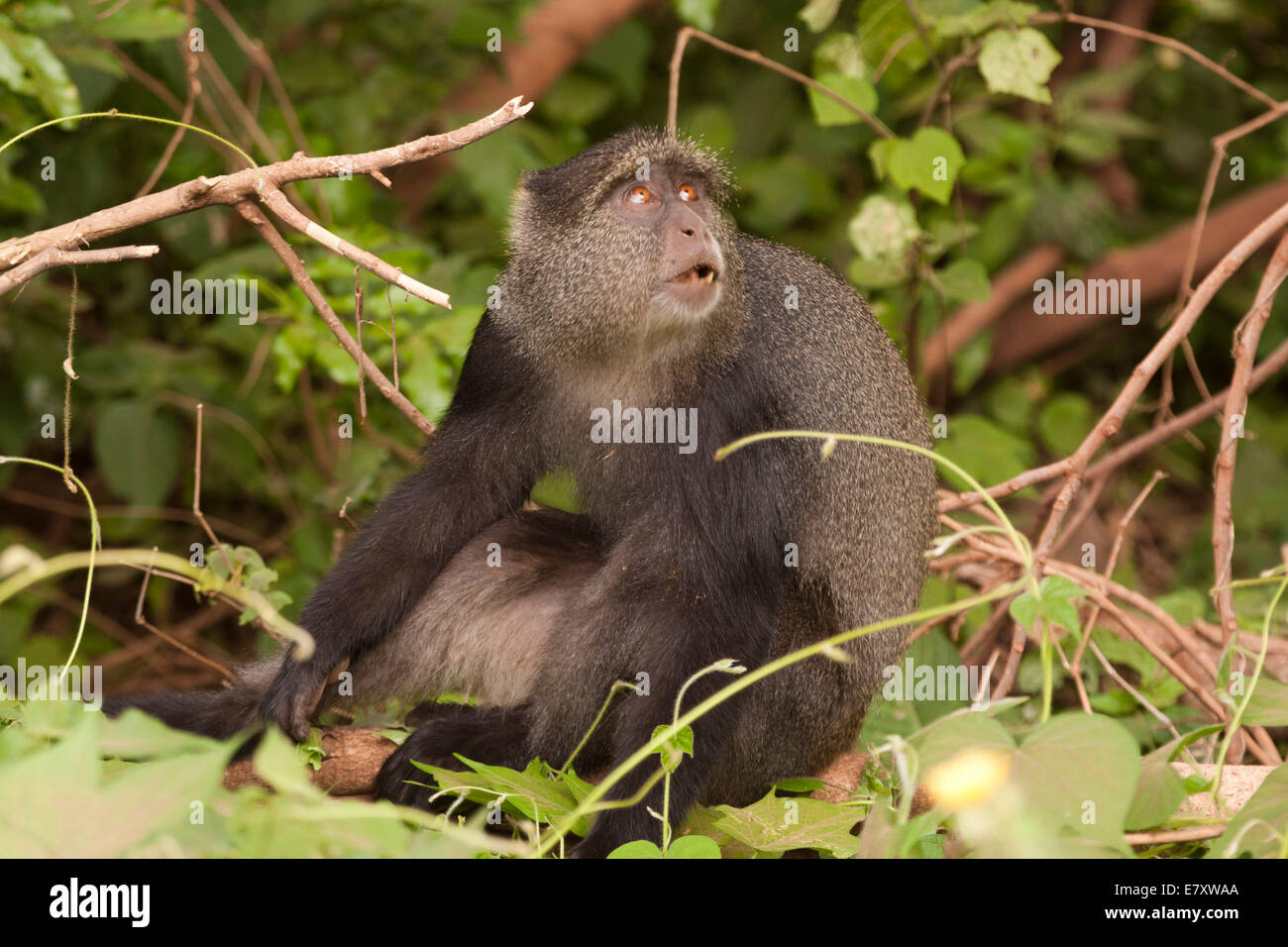 Sykes monkey cercopithecus mitis hi-res stock photography and images ...
