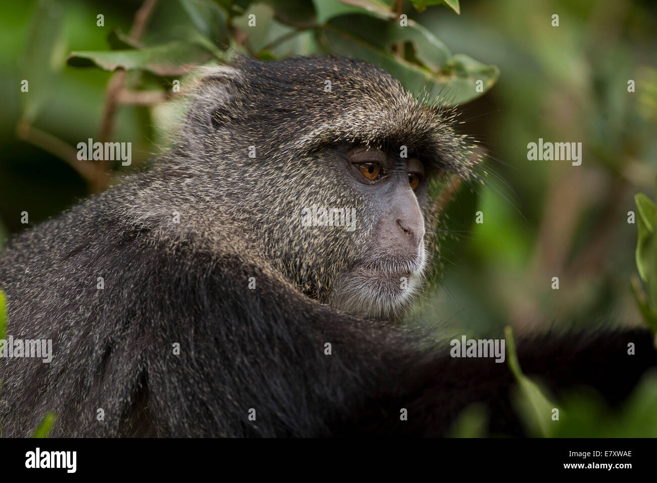 E7xwae hi-res stock photography and images - Alamy