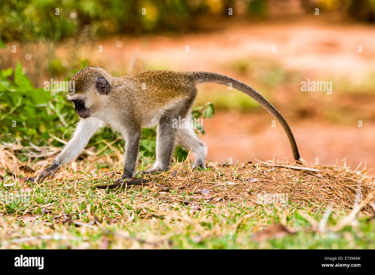 Grivet monkey (Chlorocebus aethiops). This monkey lives in groups of ...