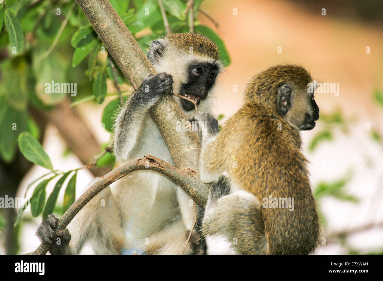 Grivet monkey (Chlorocebus aethiops). This monkey lives in groups of ...